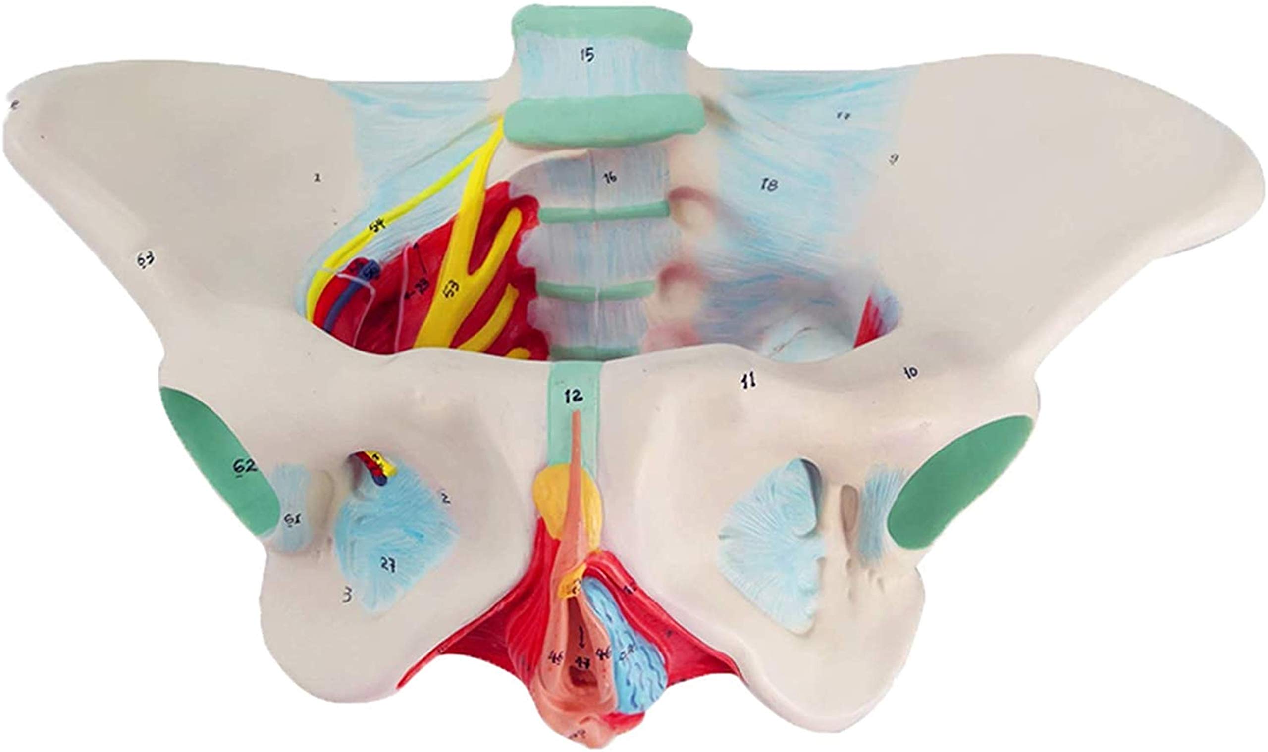 Buy PIAOLIGN Body Model Female Pelvis Model - Anatomy Model Pelvic ...