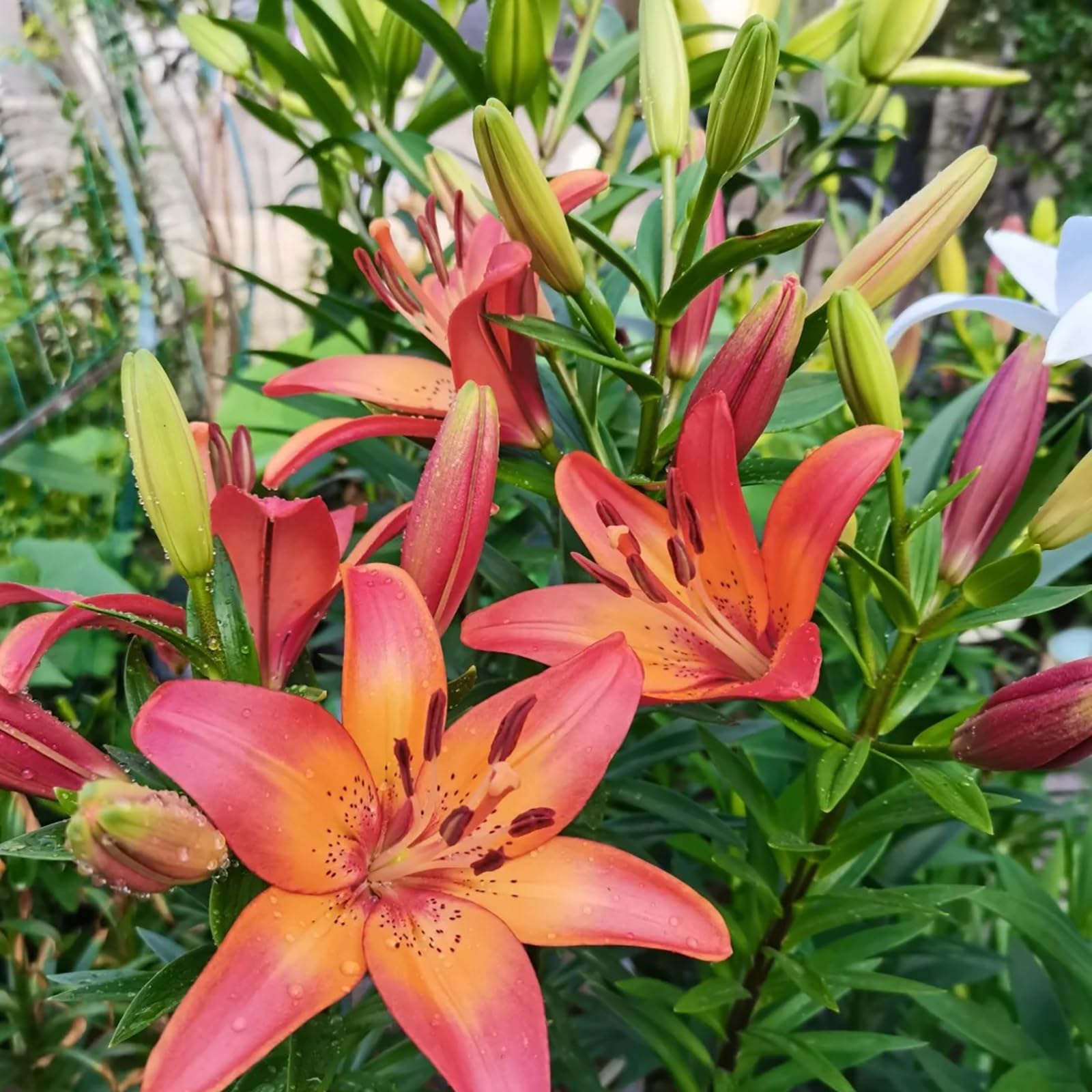 Royal Sunset Asiatic Lilies