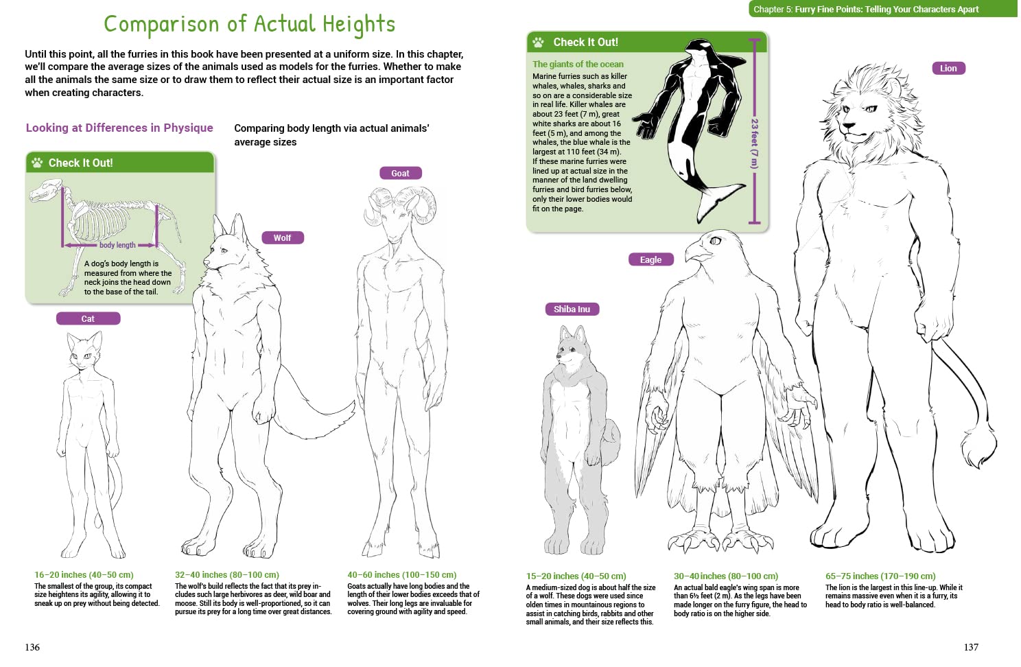How To Draw Anthro Wolf Body