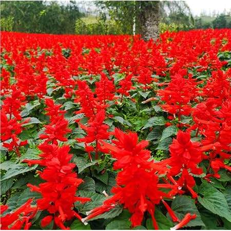 Amazon.com : Outsidepride Perennial Salvia Coccinea Sage Scarlet Wild ...