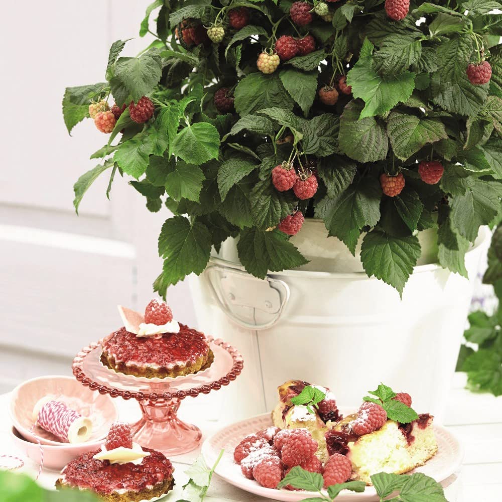 Raspberry Growing In Pots Raspberry Container Care: How To Plant