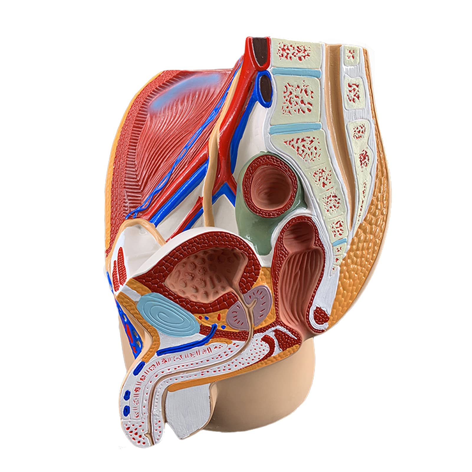 Dadakewin Male And Female Pelvis Anatomical Model Genitourinary Uterine ...