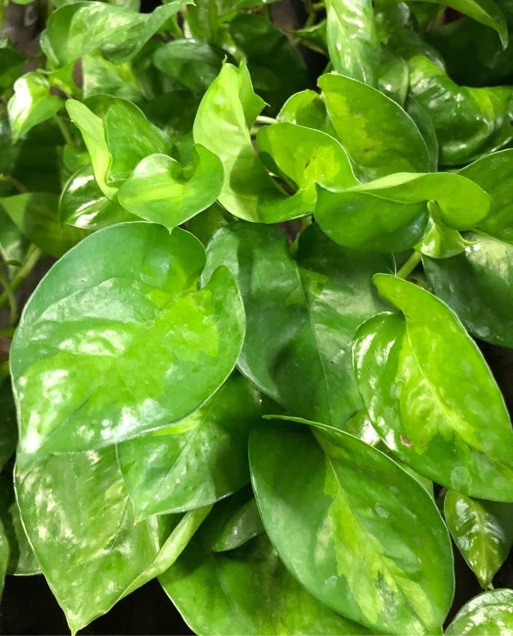 Pianta di POTHOS GLOBAL GREEN ‘Epipremnum Aureum’ - in vaso Ø 12 cm – h ...