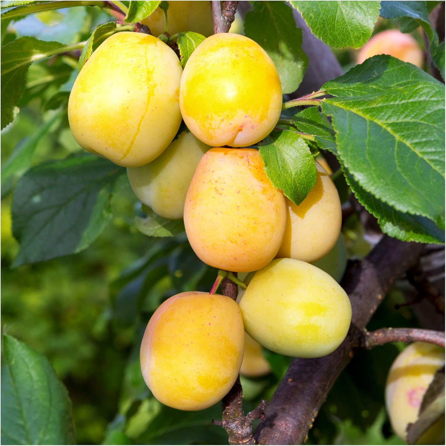 Dwarf Patio Golden Gage Plum Tree in a 5L Pot, Miniature, Self-Fertile ...