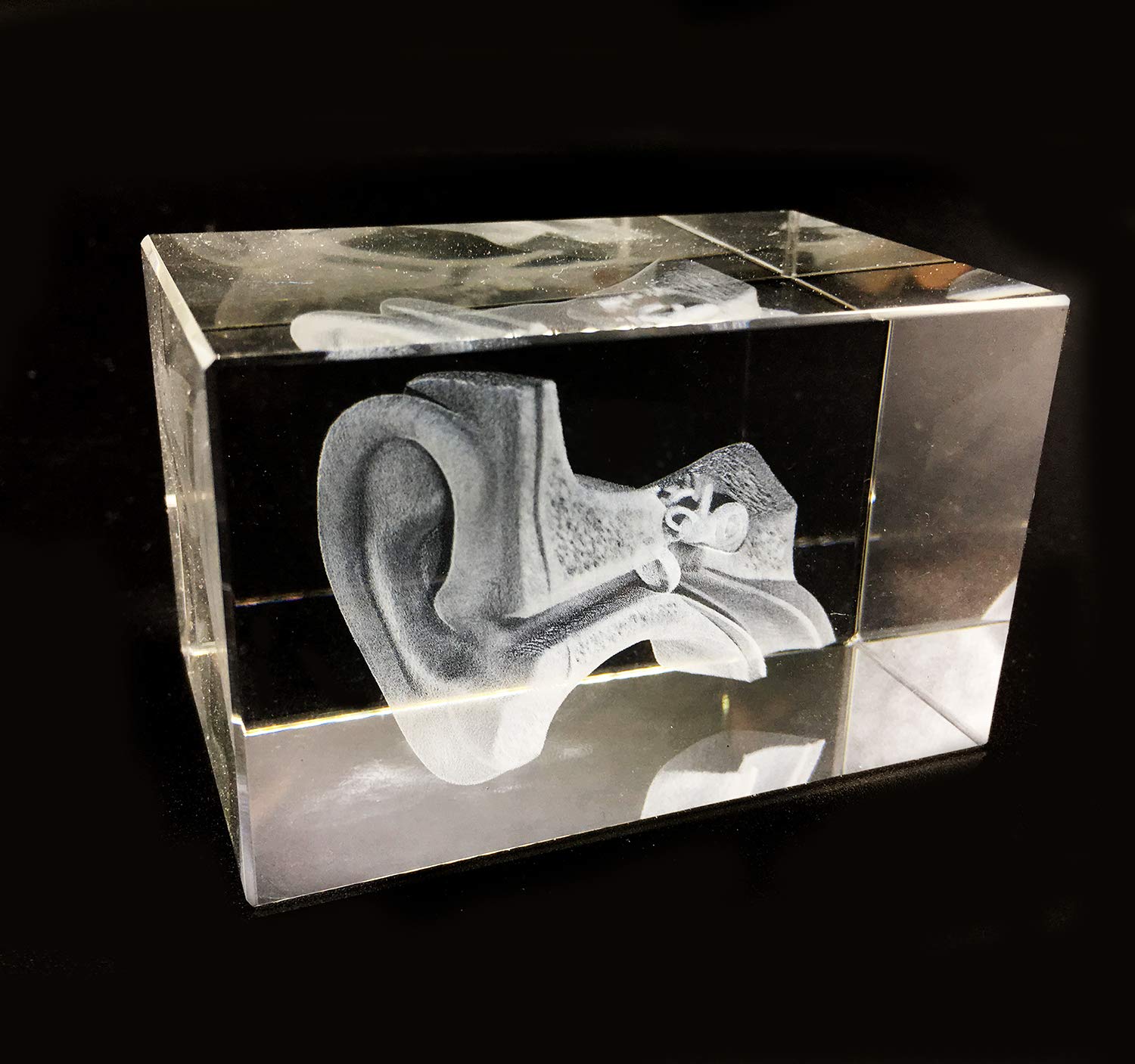 3D Human Ear Anatomical Model Paperweight(Laser Etched) in Crystal ...