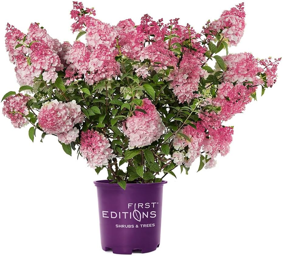Amazon.com : 2 Gal. First Editions Spring Sizzle Hydrangea Shrub ...