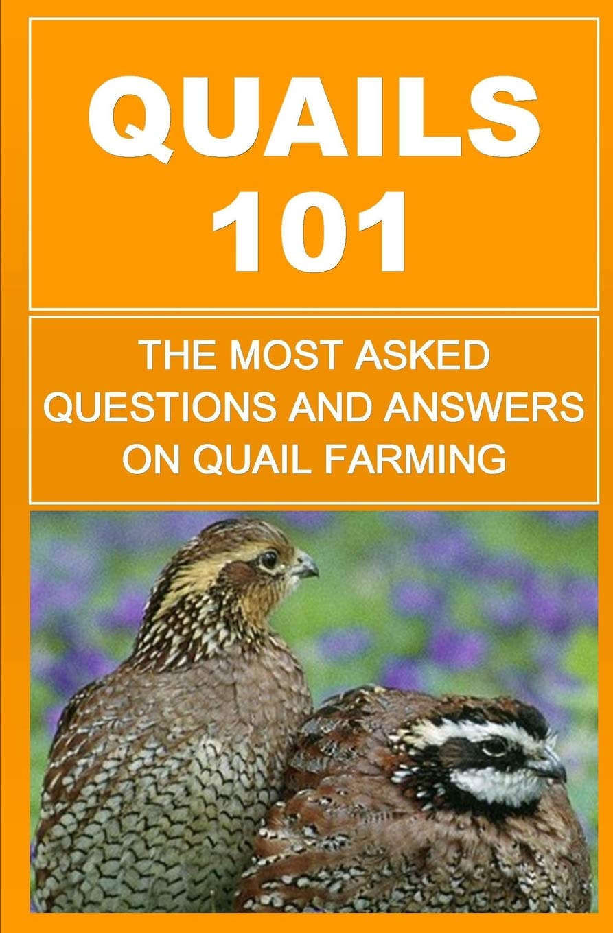 Buy Quails 101: The Most Asked Questions And Answers On Quail Farming ...
