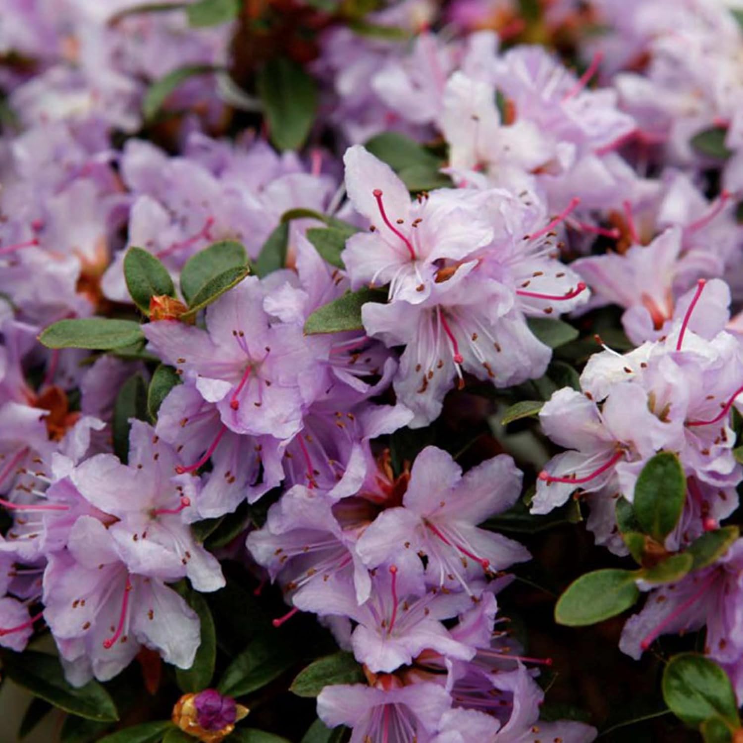 Rhododendron Hardy Shrub Evergreen Garden Plant 'Ramapo' 1x 2L Pot (1 ...