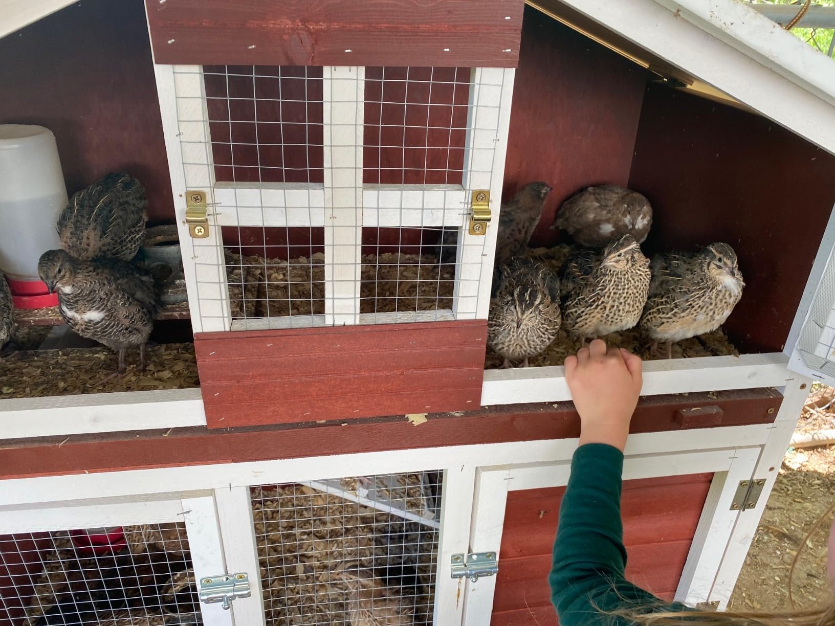 Amazon.com: Hale Yeah Quail Coop: Large Barn Style Quail Cage, Outdoor ...