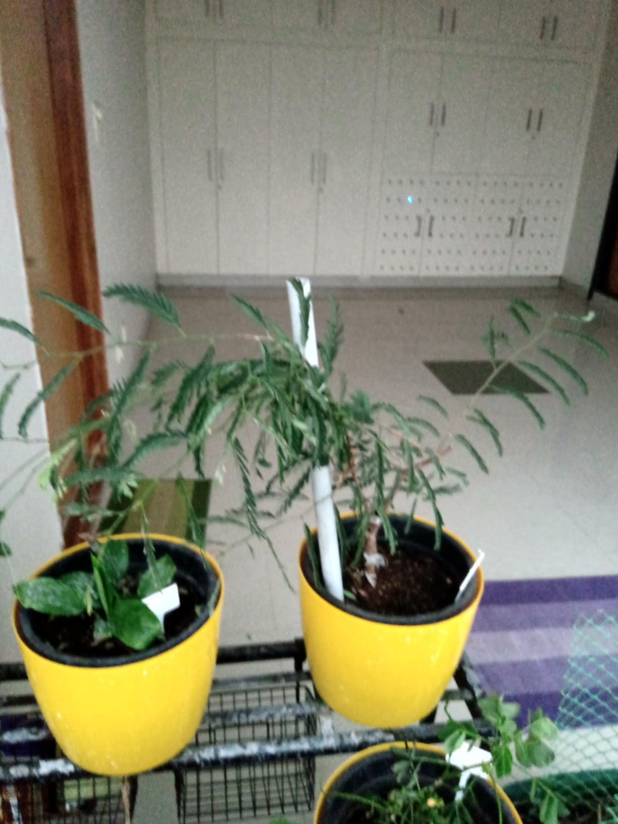 Cloud Farm Live Tamarind Thai Sweet Variety Imli Fruit Grafted Live ...