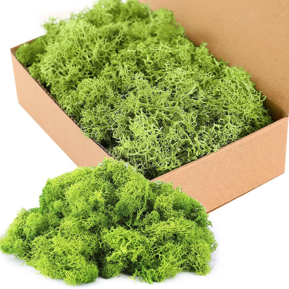 Kugelmoos konserviert | Echtes Bollenmoos für Moosbilder | Haltbares ...