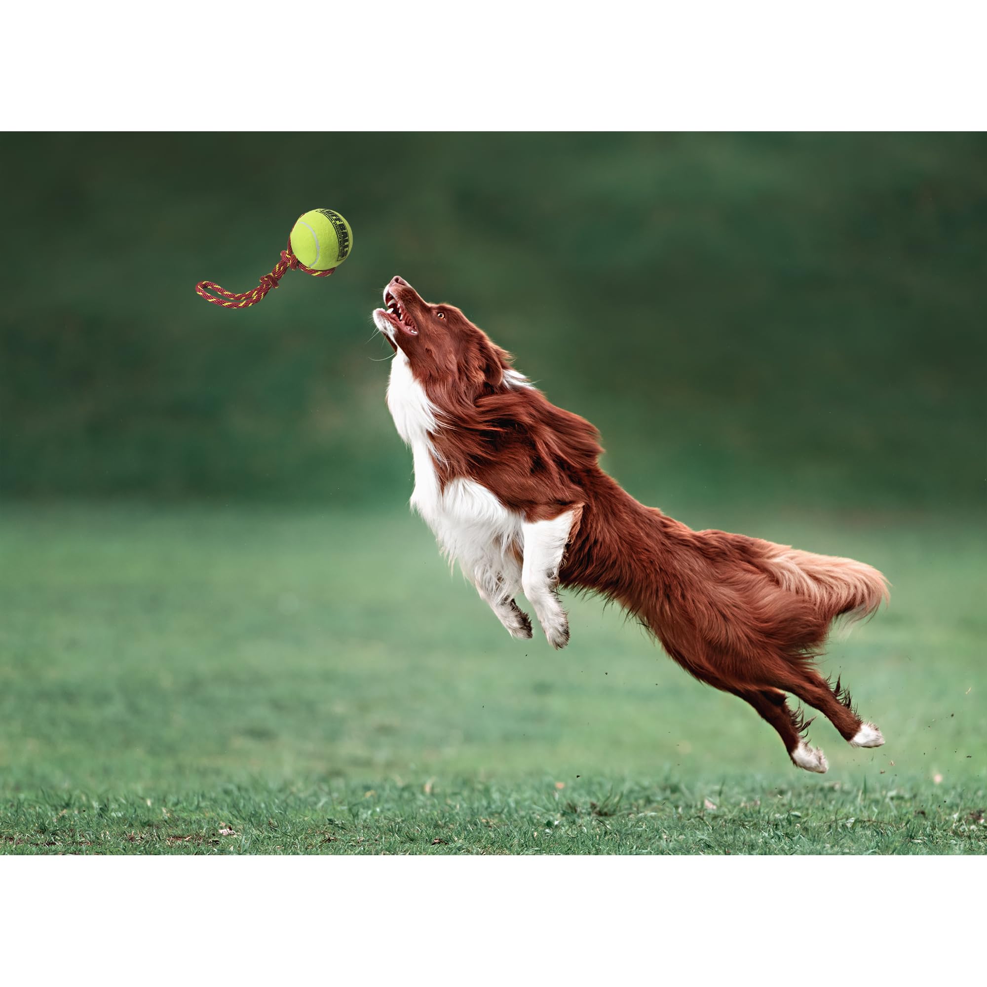 Snapklik.com : Fling Thing - Dog Tennis Ball Rope, Tennis Ball Toy On Rope For Dogs, Heavy Duty ...
