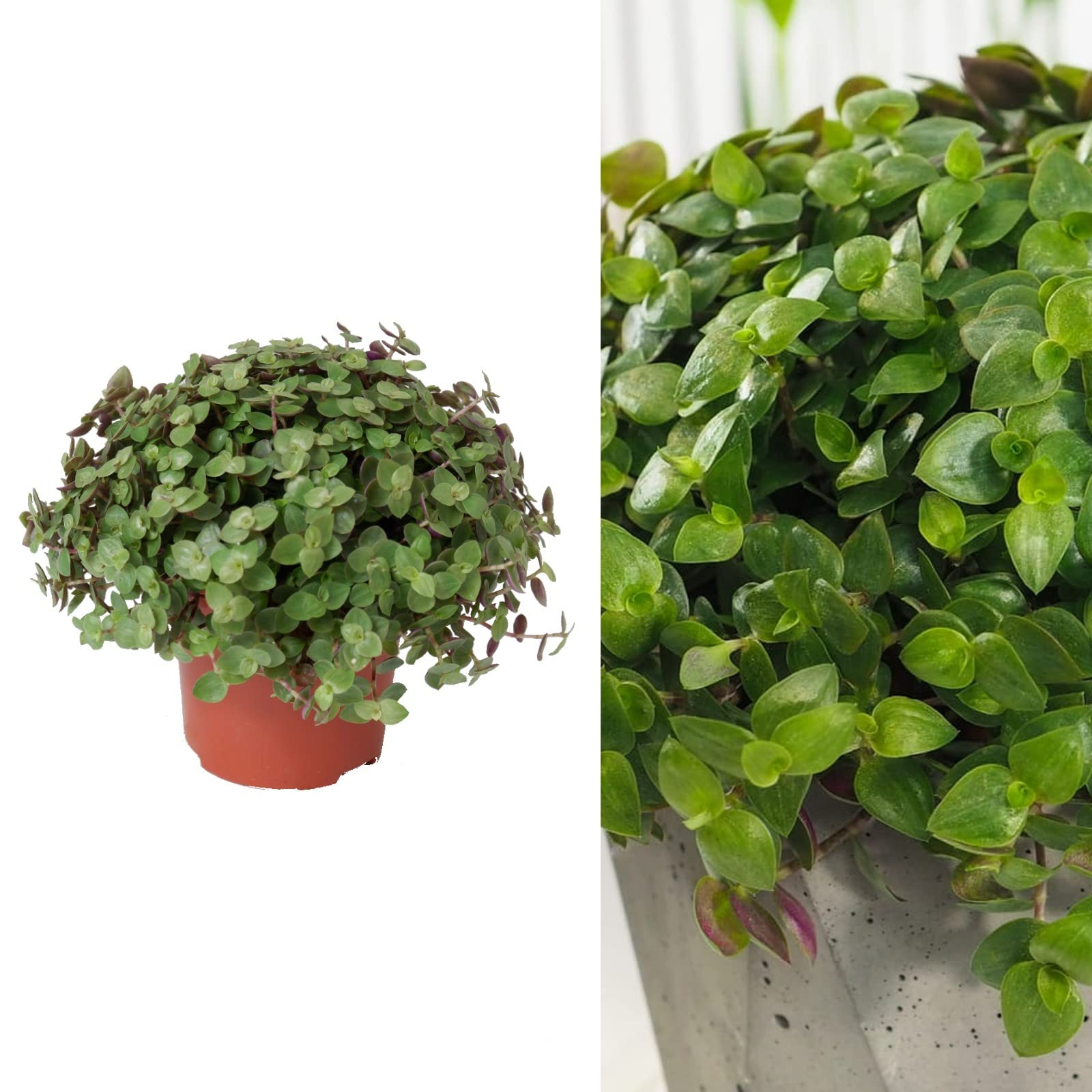 Callisia repens 'Turtle Vine' Plant - Indoor Plant in 11 cm Pot - Can ...