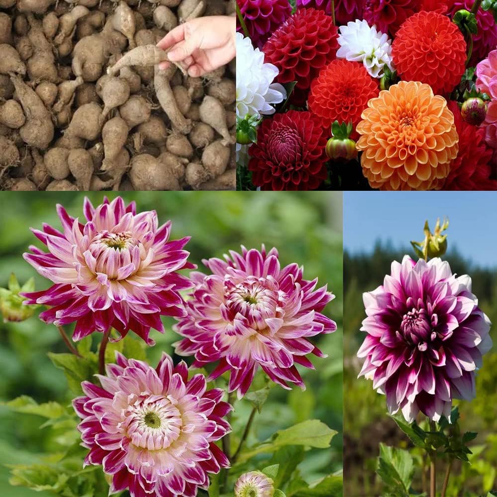 Mezcla de bulbos de dalia para plantar al aire libre, bulbos de flores ...