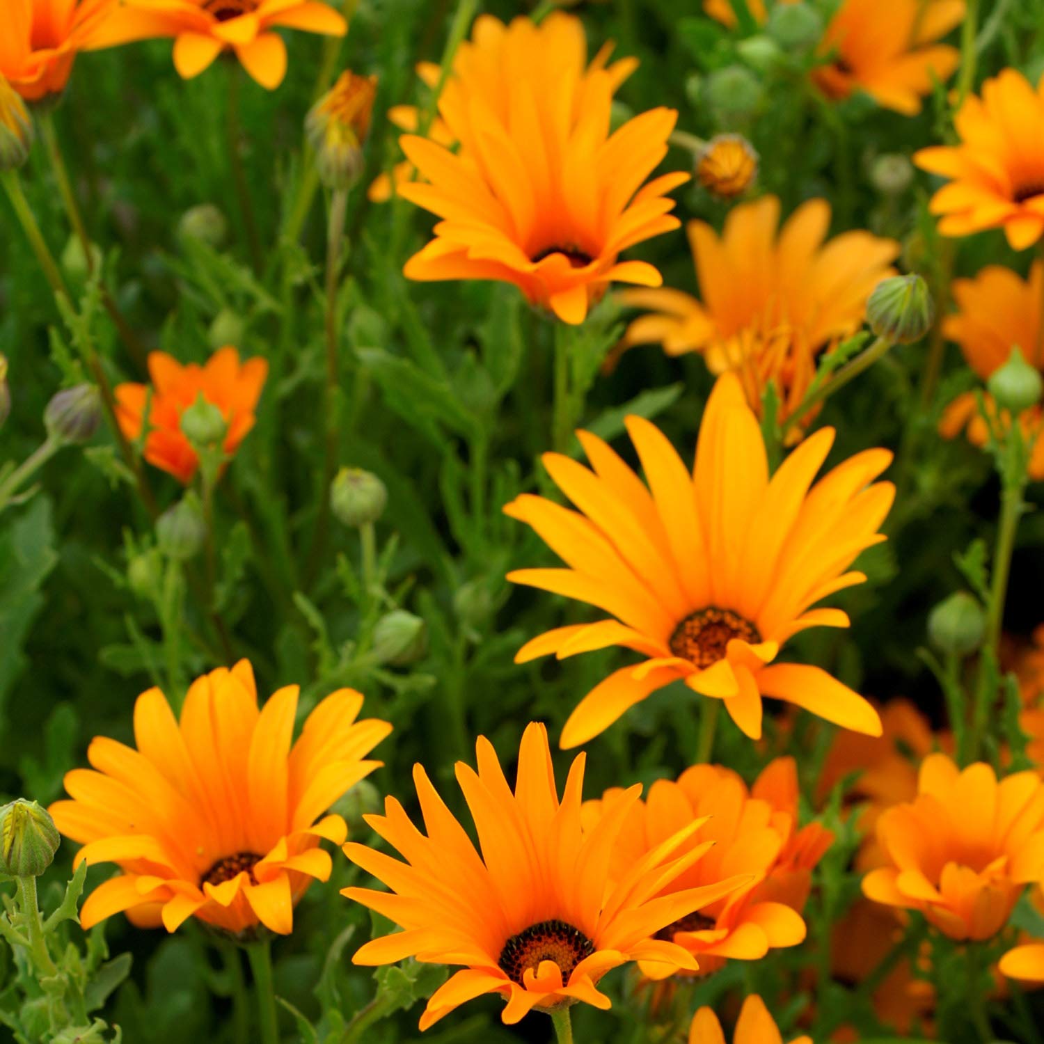 Orange Daisy Like Flower
