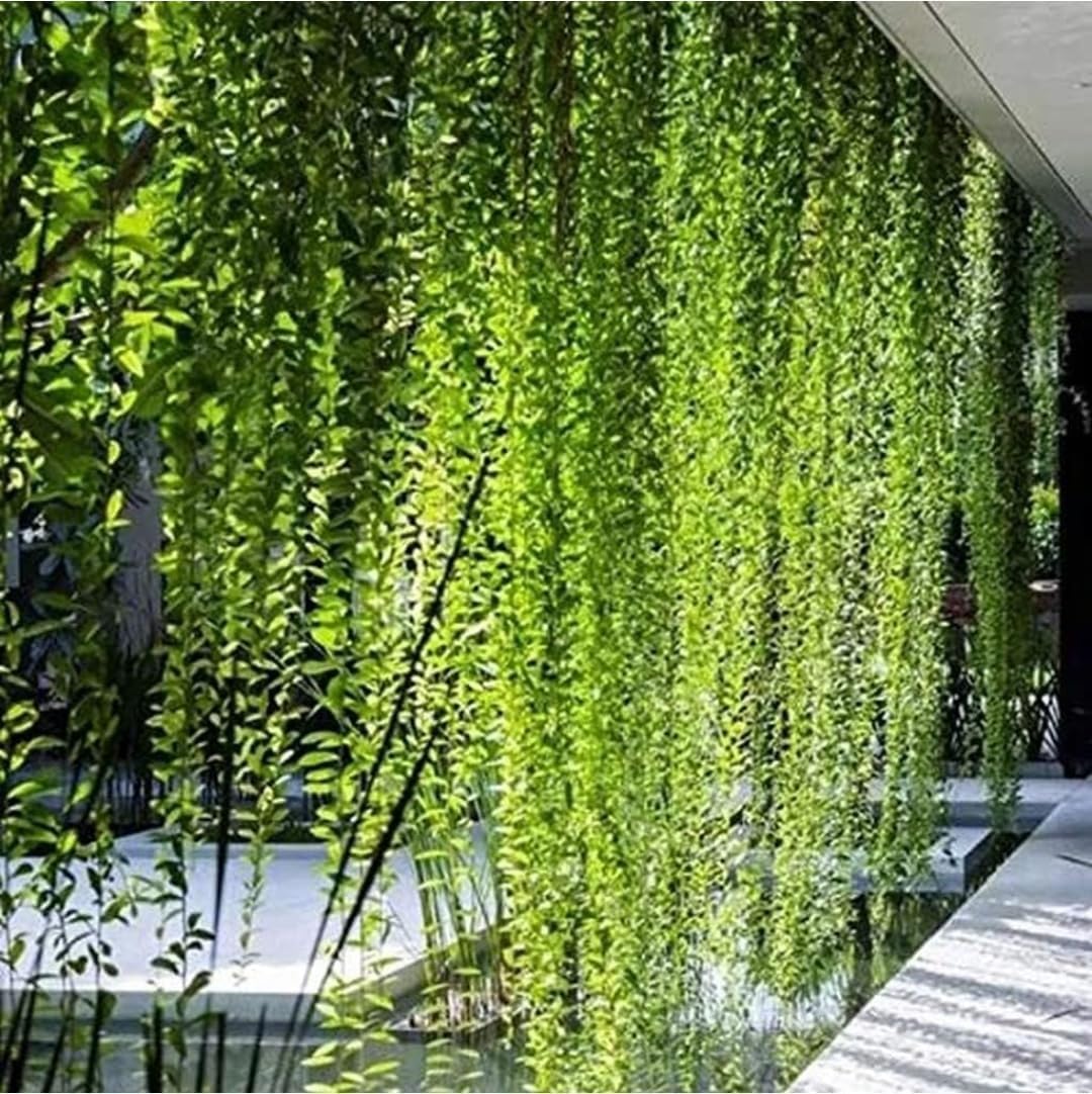 Charming Gronhus Live Curtain Creeper, Parda Bel, Vernonia Creeper ...