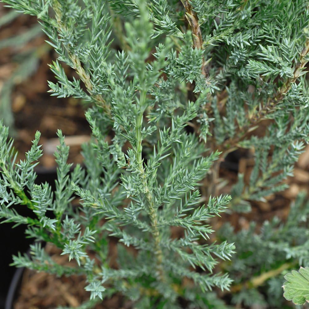 Buy Juniperus scopulorum 'Blue Arrow' - Distinctive Foliage ...