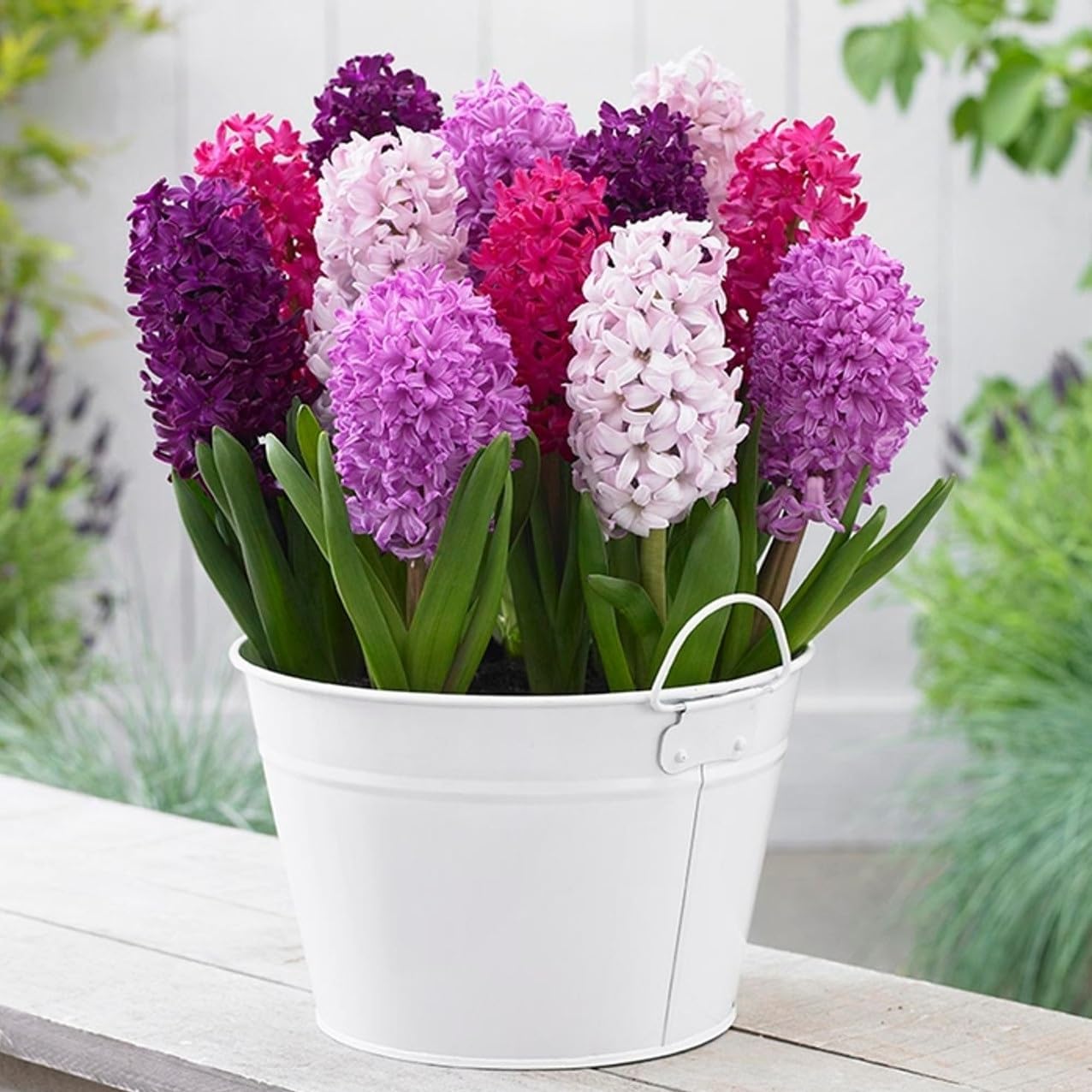Amazon.com : Votaniki Hyacinth Orientalis Fierce Mix - Fragrant and ...