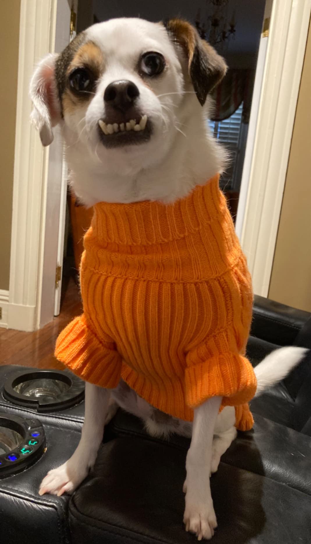 $3/mo - Finance Stinky G Turtleneck Dog Sweater | Buy Now, Pay Later