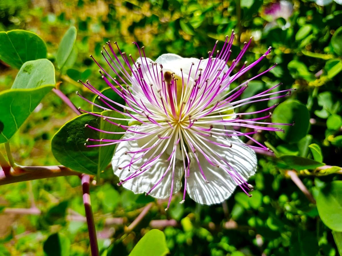 Capers Flower