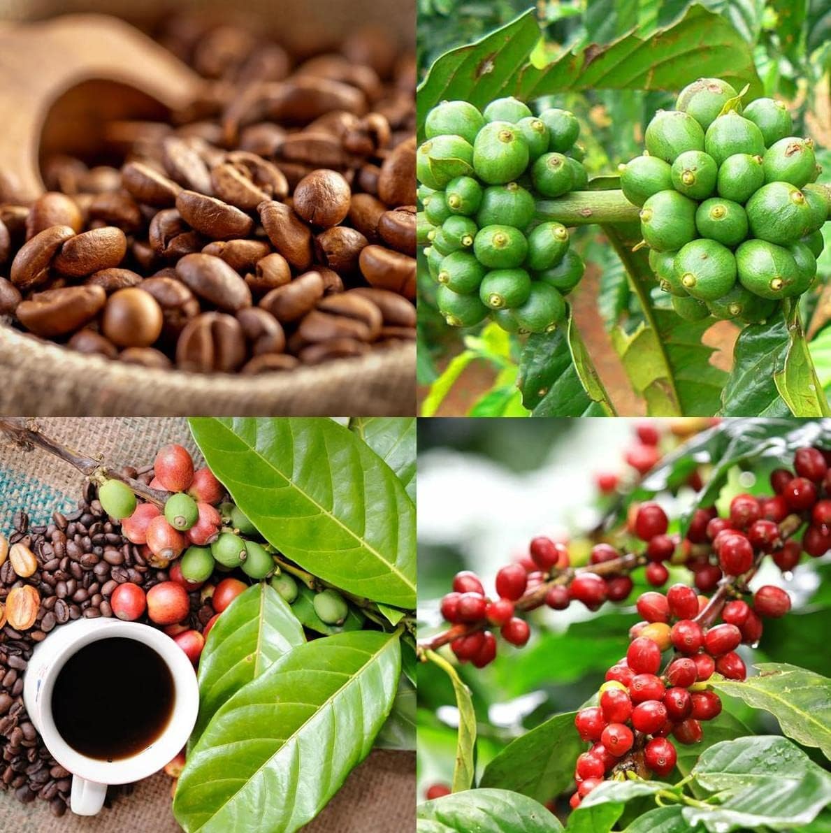 Amazon.com : 30+ Coffee Seeds for Planting : Patio, Lawn & Garden