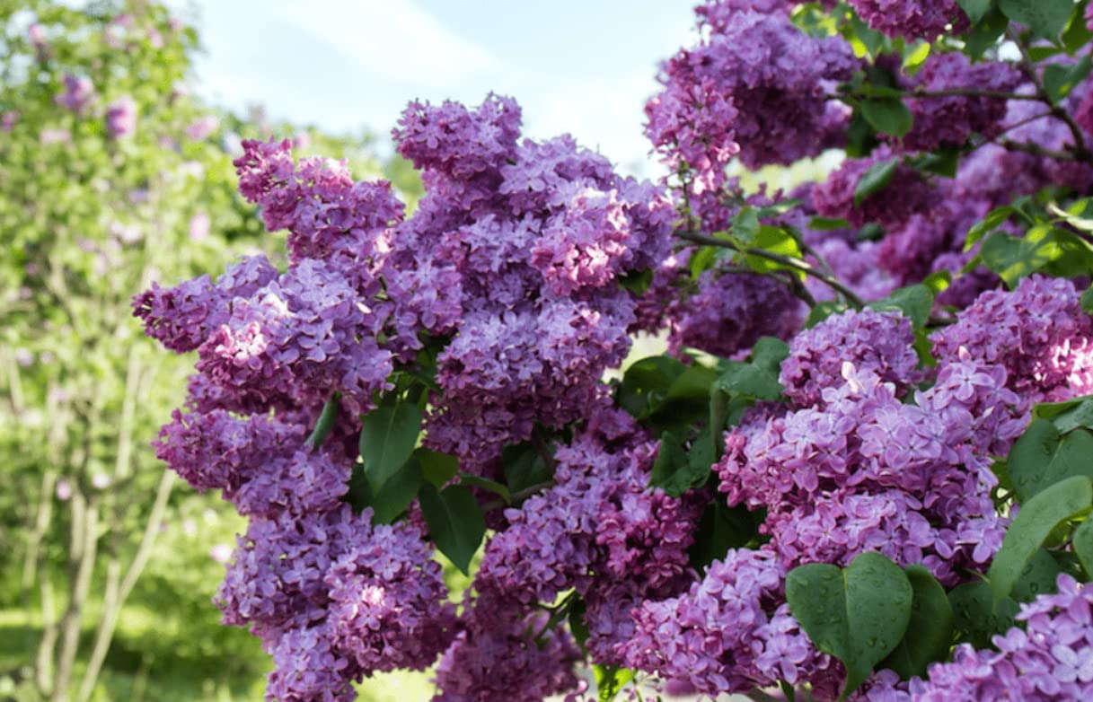 Purple Lilac Tree