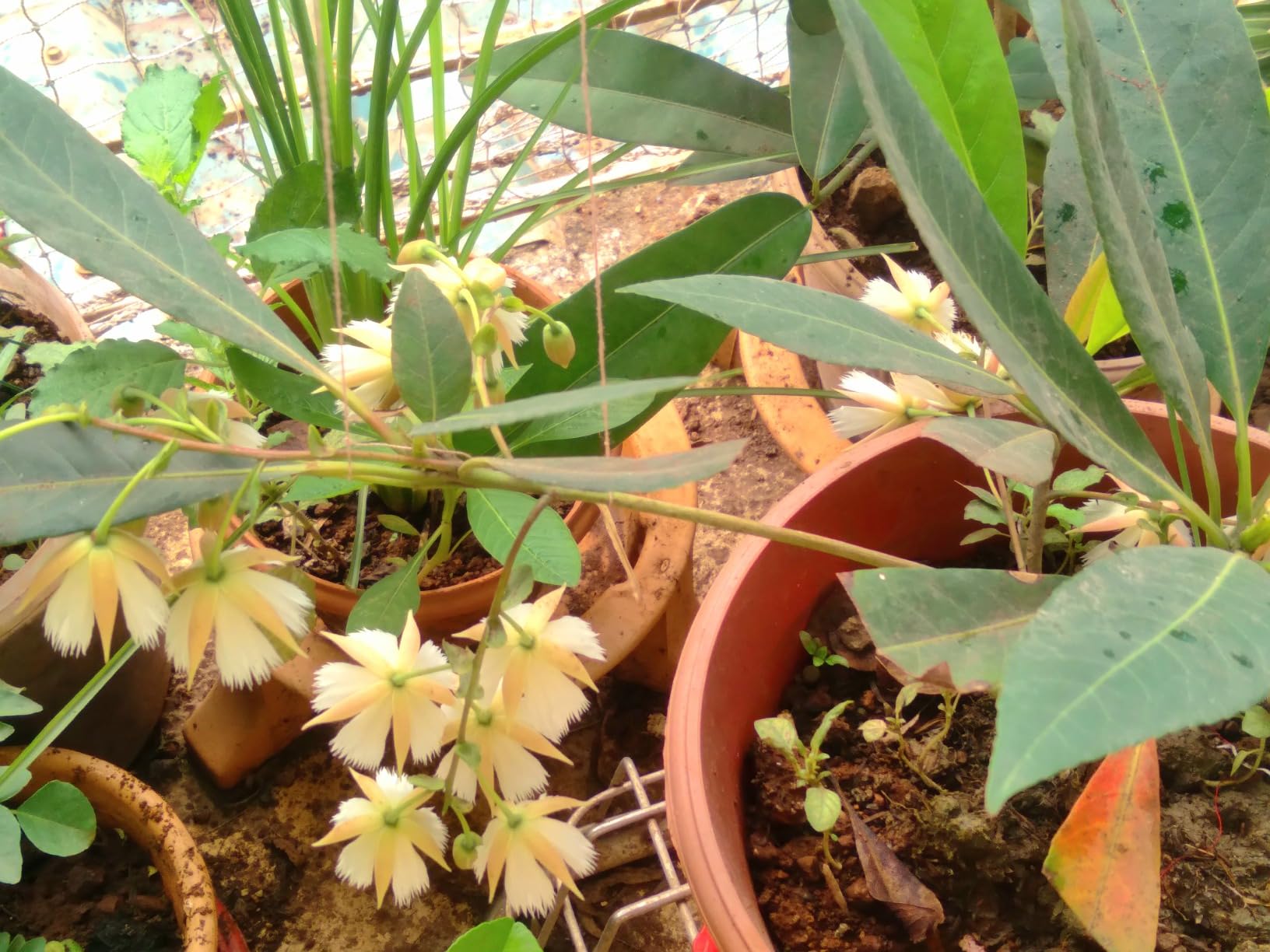 Original Rudraksha Live Plant Nepal Variety Height 1-2 Feet Rudraksha ...