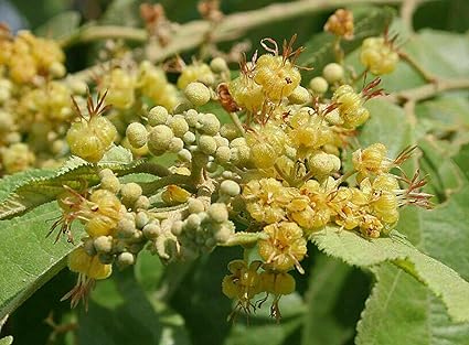 Indian Elm Mutamba Guazuma Ulmifolia 40+ Seeds (gx) : Amazon.ca: Patio ...