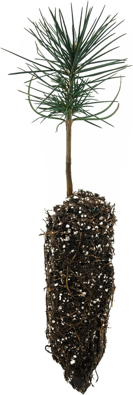 Amazon.com : Jeffrey Pine | Medium Tree Seedling | The Jonsteen Company ...