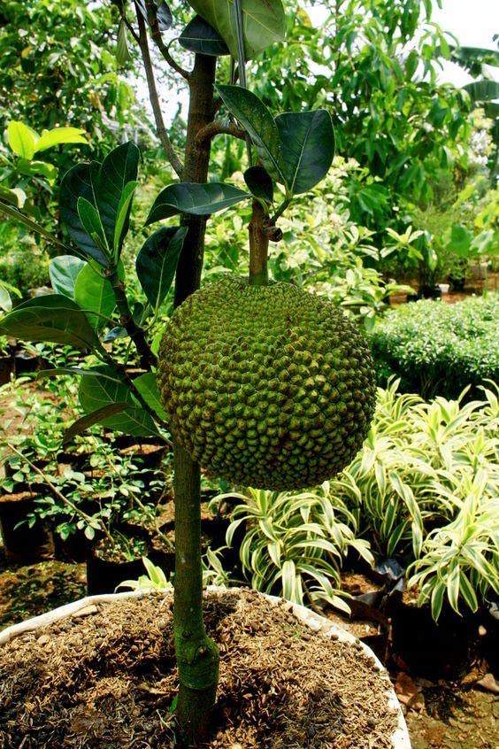 Dwarf jackfruit plants live,Live plants for dwarf jackfruit (Pack of 1 ...