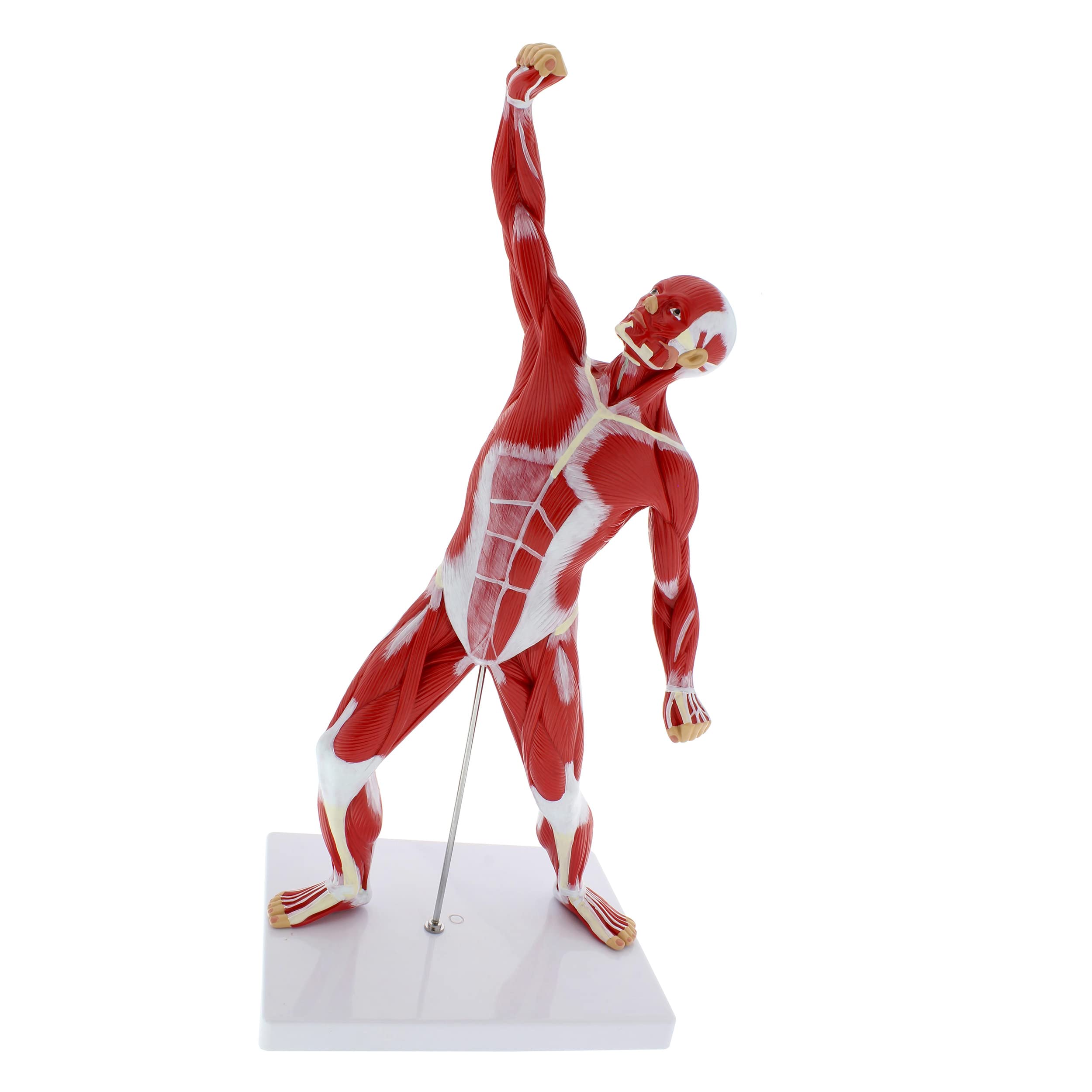 MonMed Human Muscle Model – 20in Mini Human Muscle Figure Human Anatomy ...