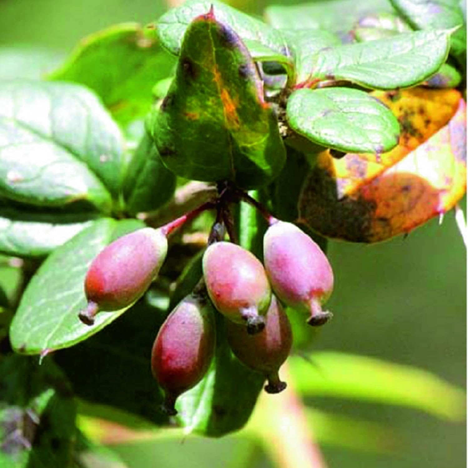 Amazon.com : CHUXAY GARDEN 50 Seeds Berberis Aristata,Indian Barberry ...