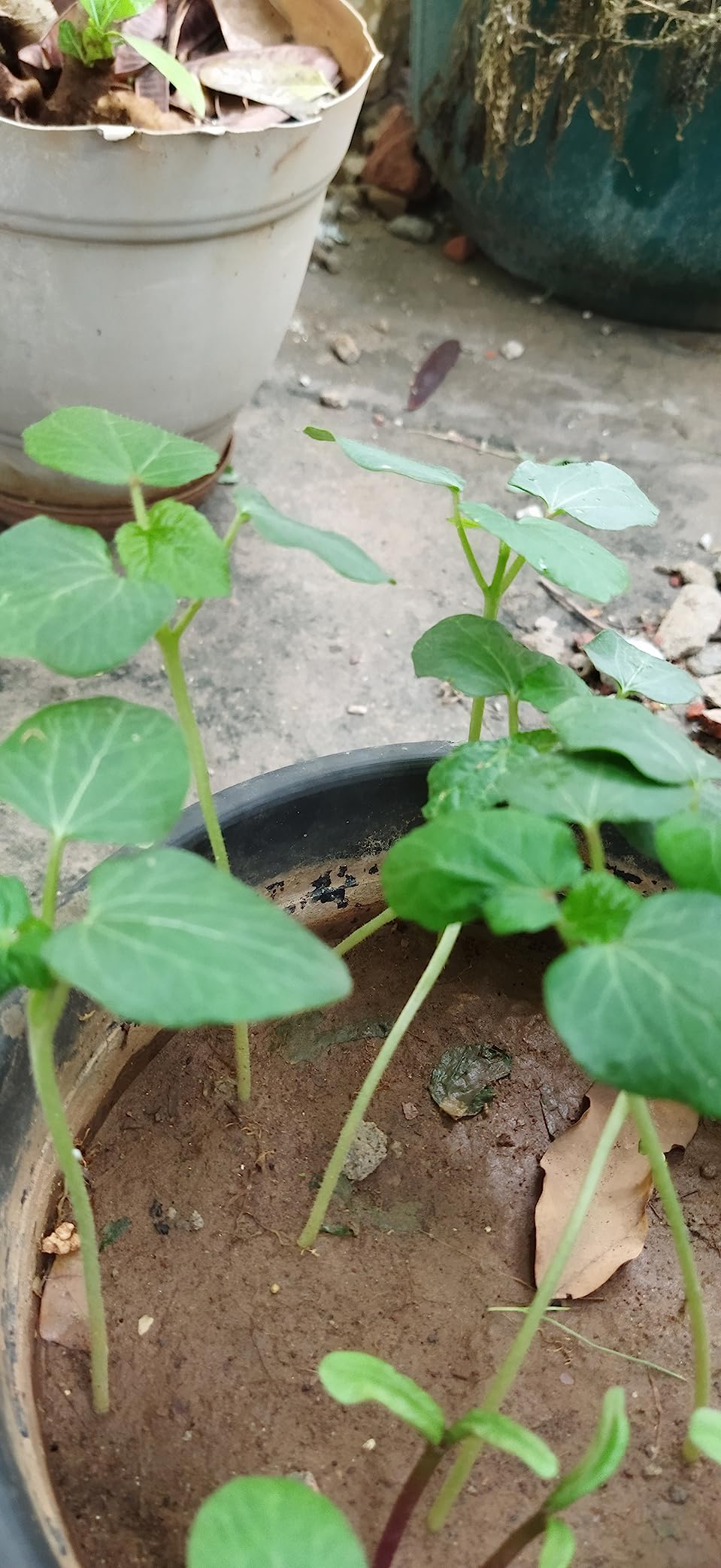 Chandra Organic Pointed Gourd Plants (Parwal) : Amazon.in: Garden ...