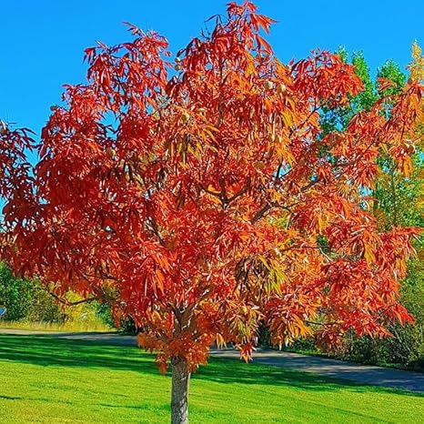 Amazon.com : Fragrant Sassafras Tree Live Plant, 8-15" Tall Seedling in ...
