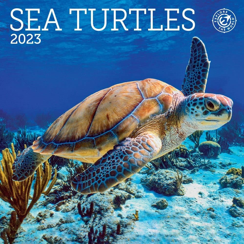 Amazon.com: Sea Turtles Mini Wall Calendar 2023, 7" x 7" : Office Products