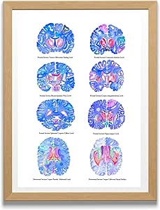 Amazon.com: MEDPAPERS Neuroscience Neuroanatomy Poster, Neurology Wall ...