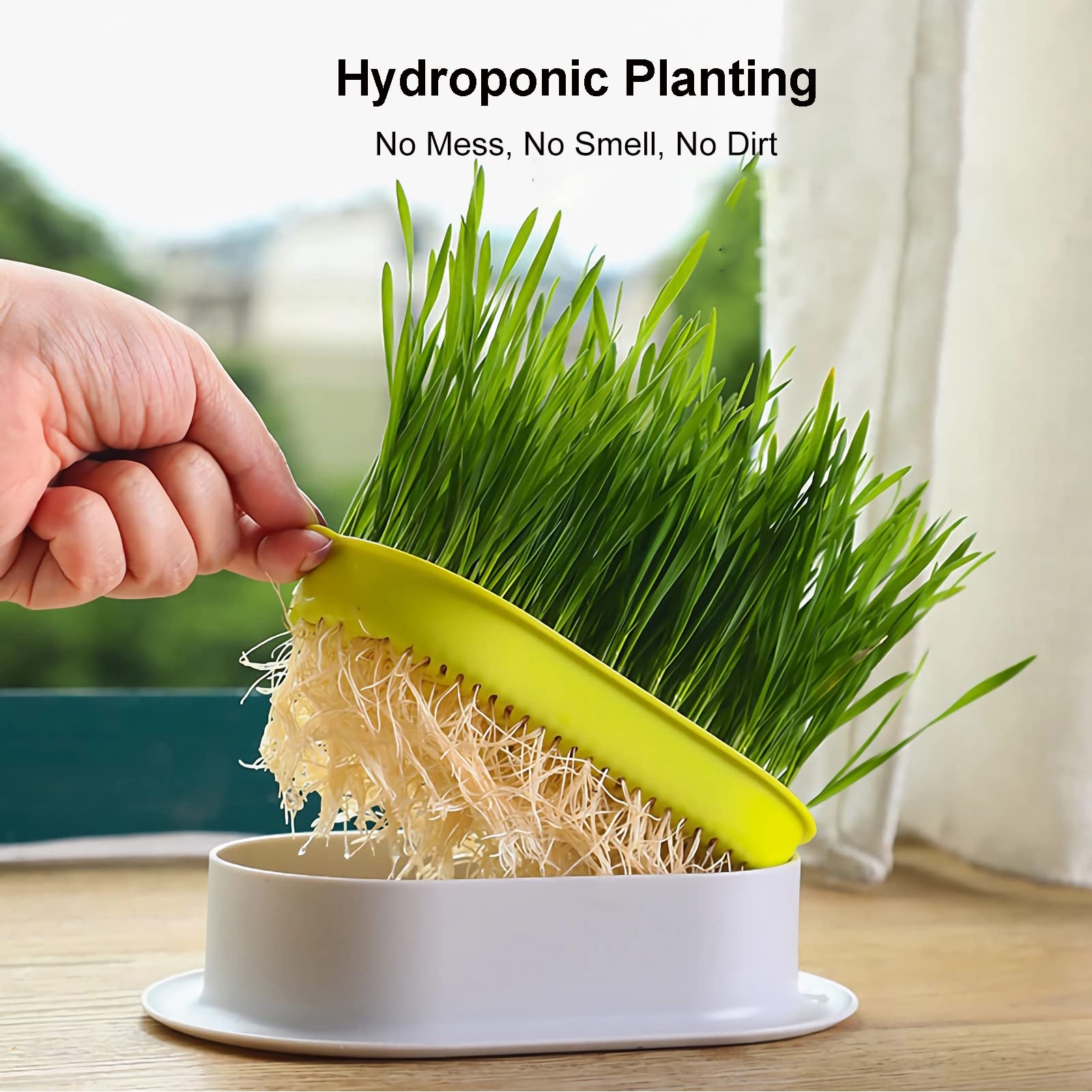 Hydroponically Grown Grass
