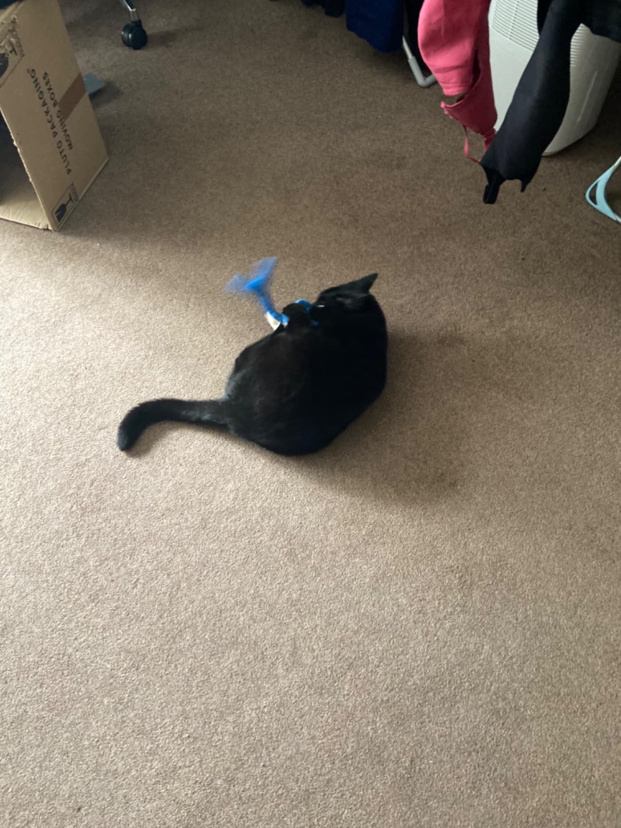 Floppy Cat Fish Toy - Electric Flapping Moving Toy for Cats,Interactive ...