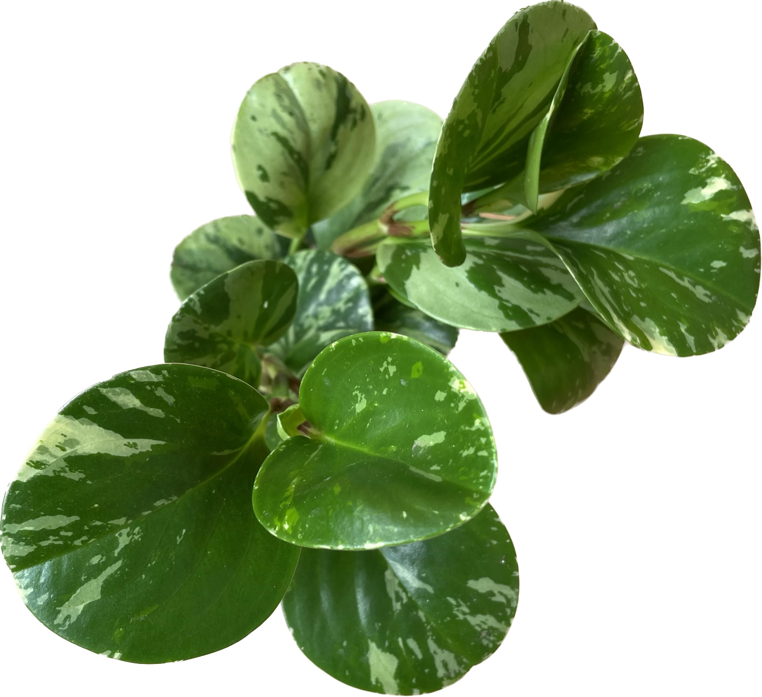 Amazon.com : Live Rubber Plant - Peperomia Marble - Peperomia ...