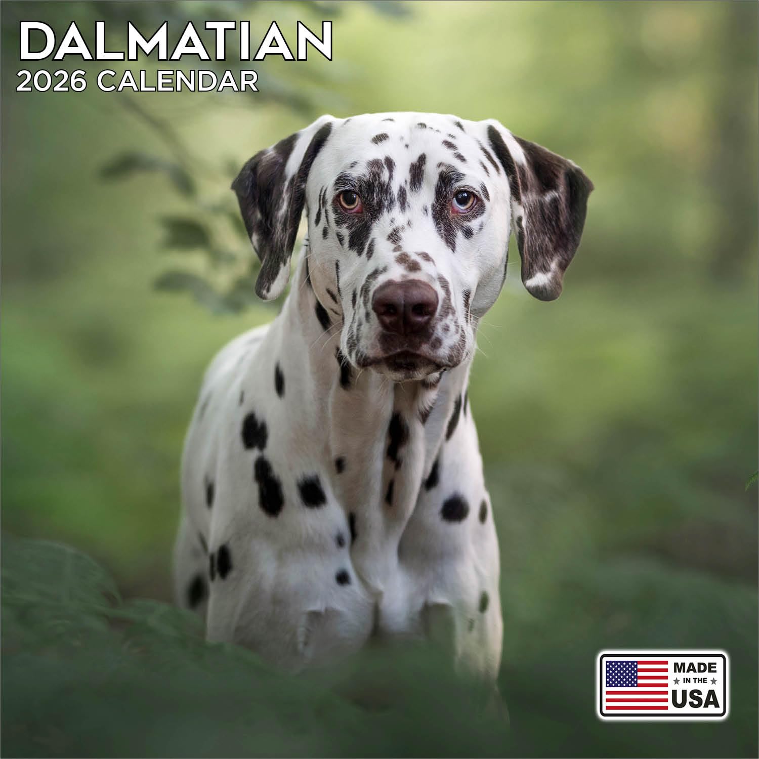 Snapklik.com : 2026 Dalmatian Calendar - Dog Breed Wall Calendar - 12 X ...