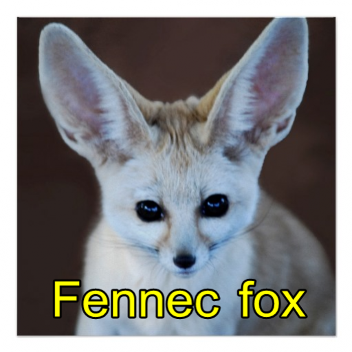 Fennec fox - App on Amazon Appstore