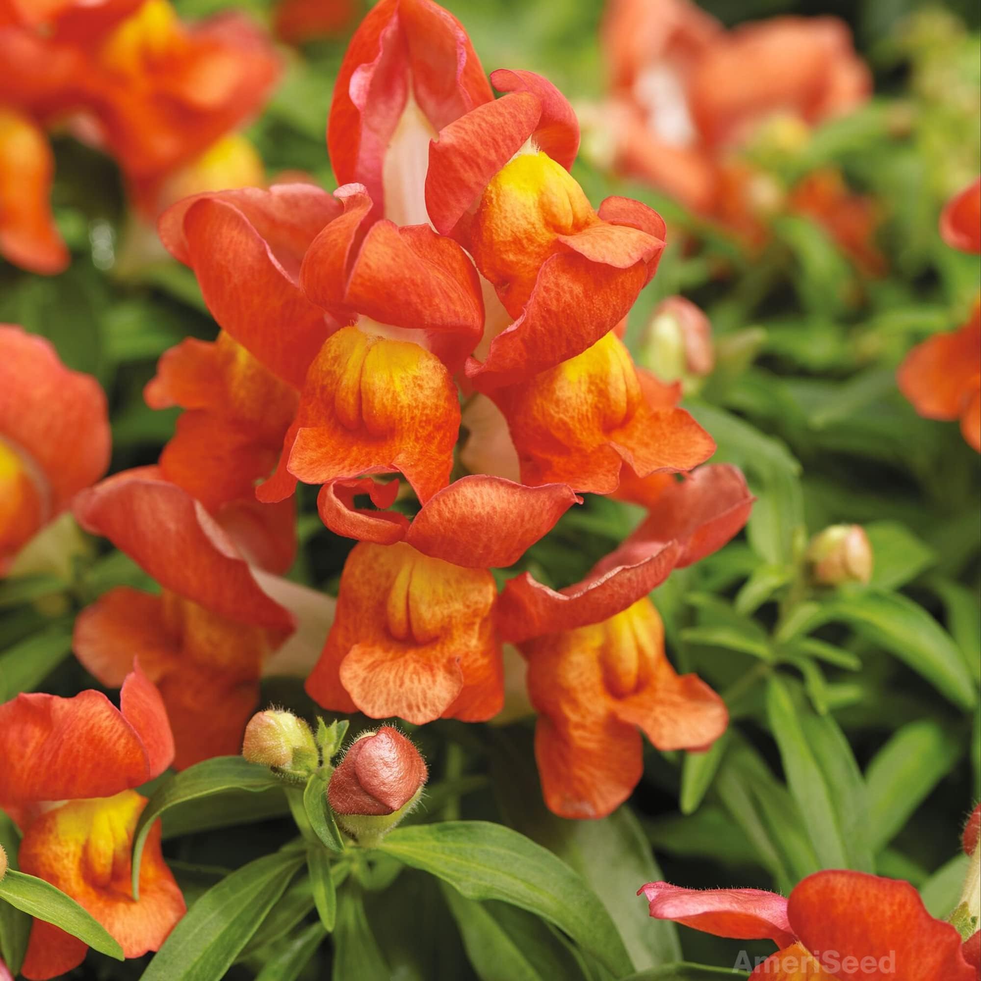 Amazon.com : Dwarf Snapdragon Seeds Antirrhinum Majus Annual Attracts ...