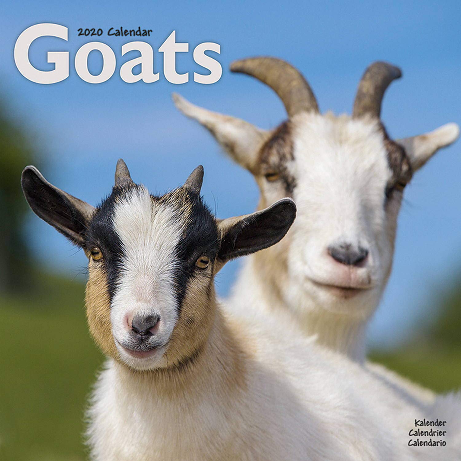 Goat Calendar - Cute Animal Calendar - Calendars 2019 - 2020 Wall ...