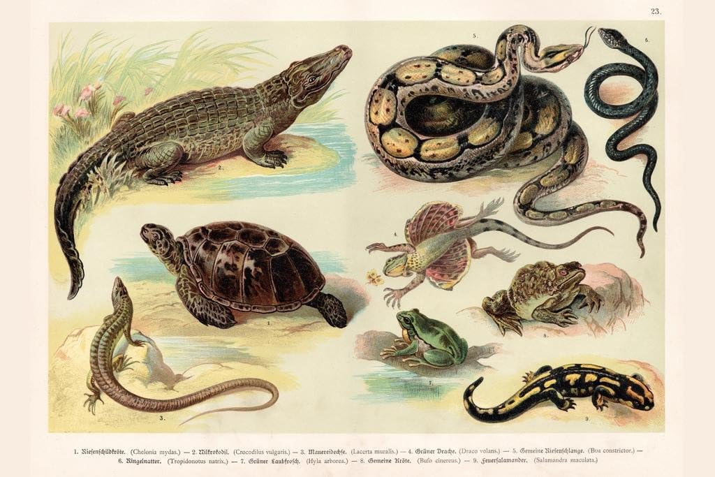 Amazon.com: Reptiles Lithograph 1888 Vintage Biology Poster Amphibian ...
