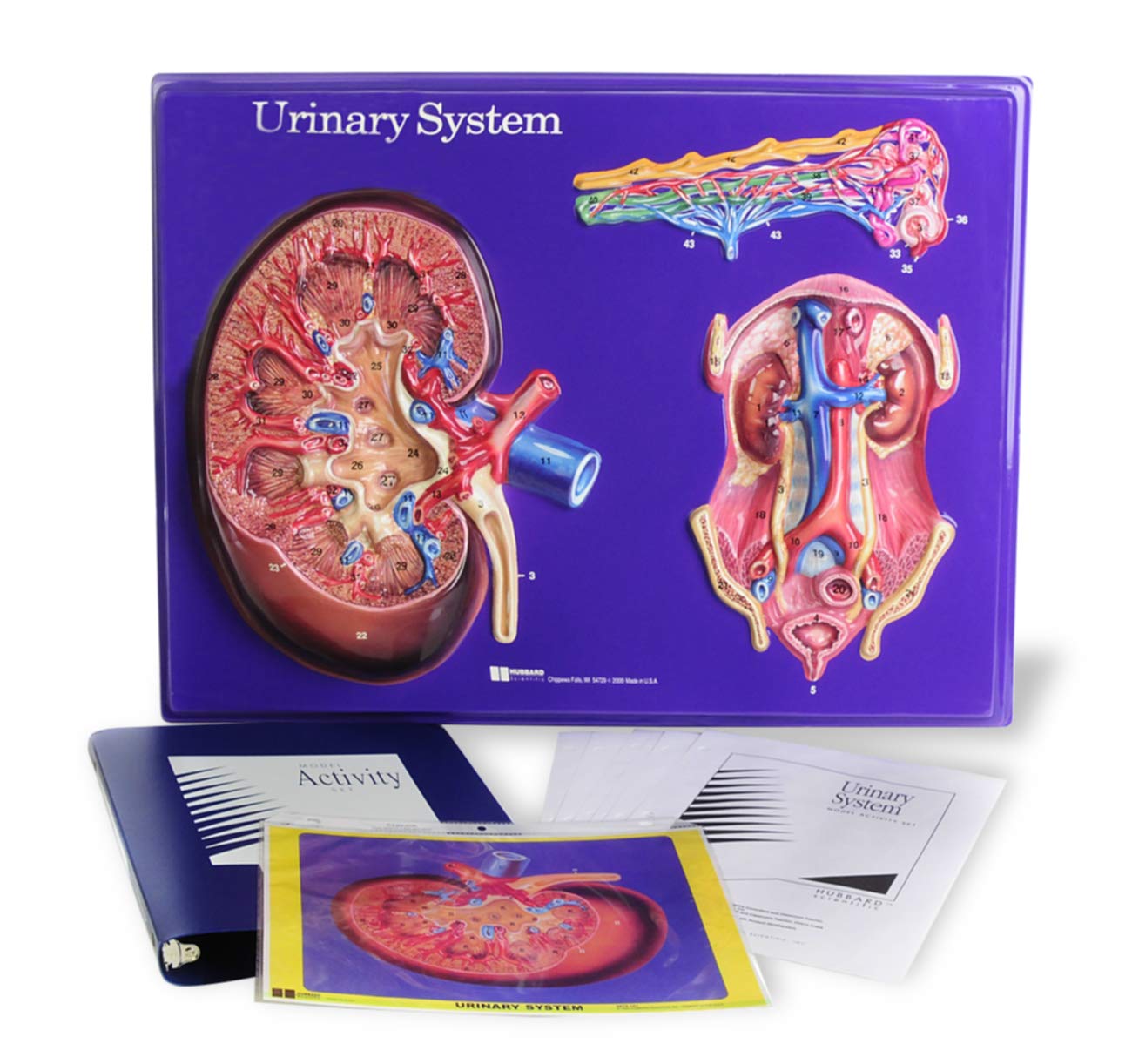 Amazon.com: American Educational Urinary System Model Activity Set ...