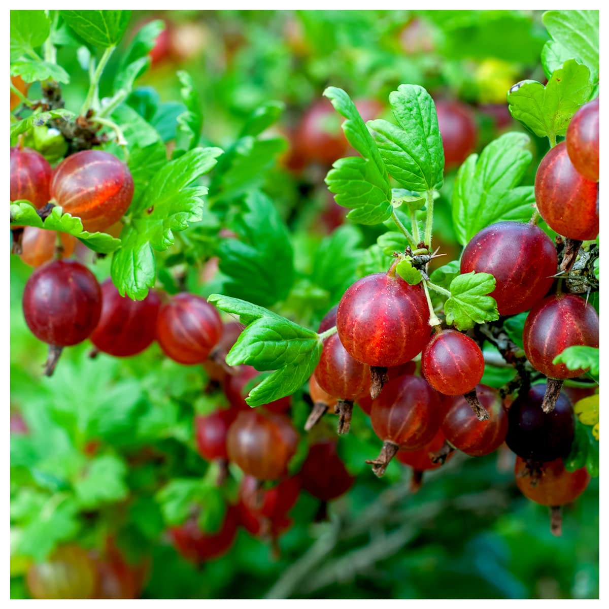 Buy 3 Red Gooseberry s / Uva Crispa 'Hinnonmaki Red' in 2L Pots Ready ...