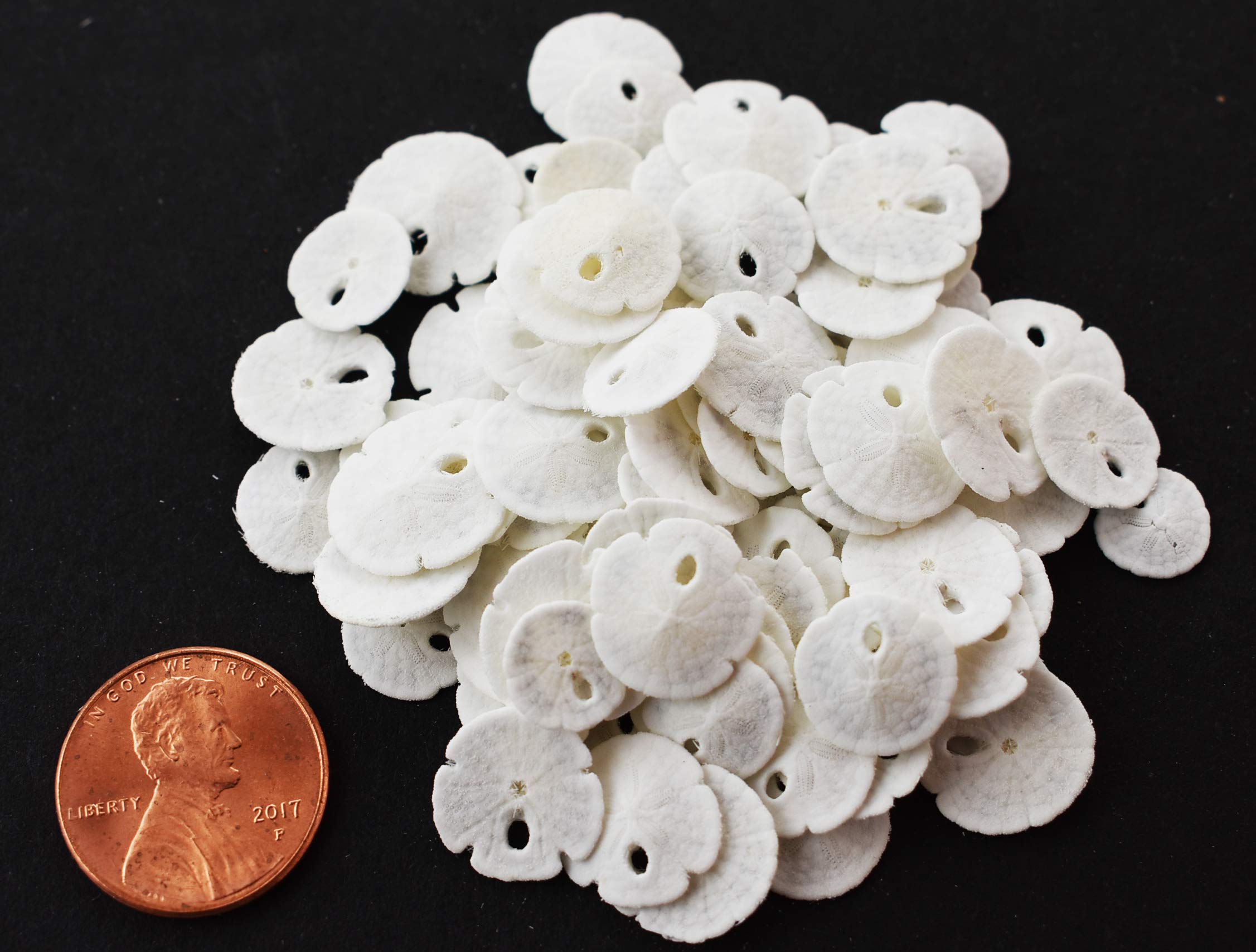 Sand Dollars In Florida