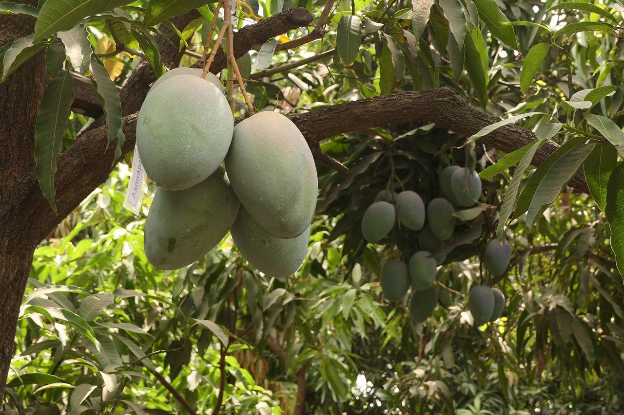 Buy ROYAL LAND Grafted 1 Live - Exotic Rare Dwarf Kesar Mango , Queen ...