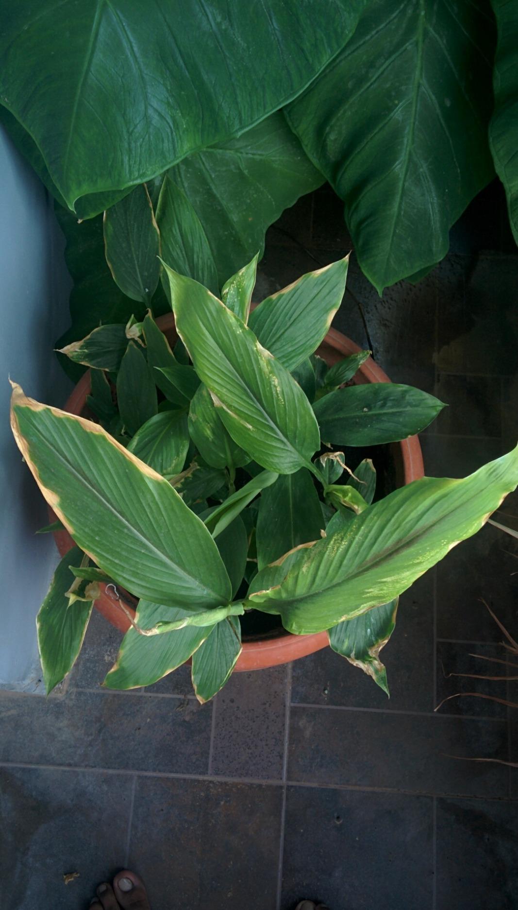 Seedstores Rare Curcuma Angustifolia Tavakshira Tikhur Koova Tubers for ...