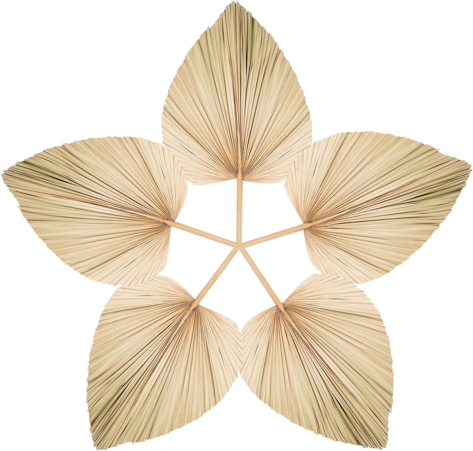 Amazon.com: 23" H x 15" W Giant Tropical Dried Palm Leaves, Large Palm ...